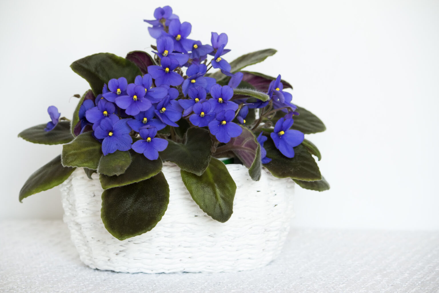 African Violet Care Guide - Planting Steps and Care Tips