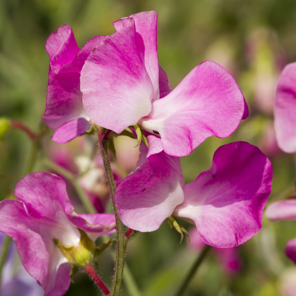 Sweet Peas Care Guide - Planting Instructions and Care Tips