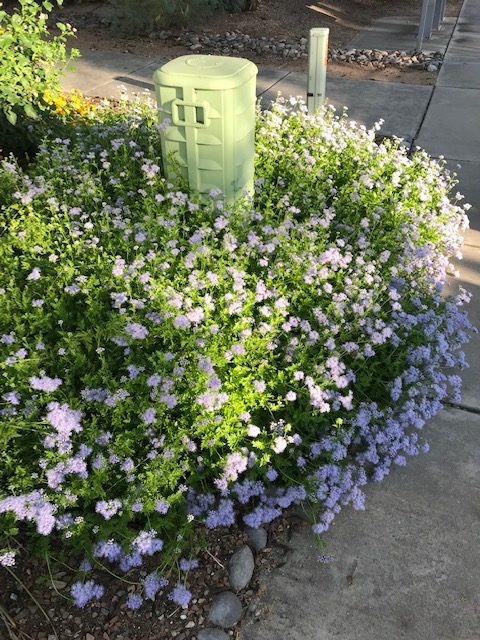 Gregg’s Mist Flower Plant Care Guide - Harlow Gardens