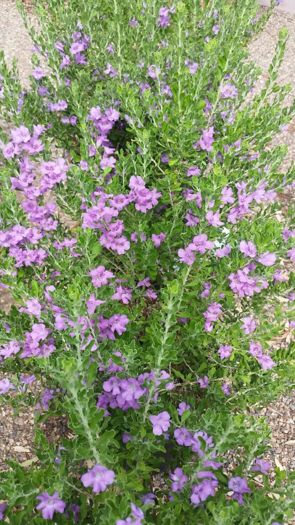 Texas Ranger Heavenly Cloud - Harlow Gardens