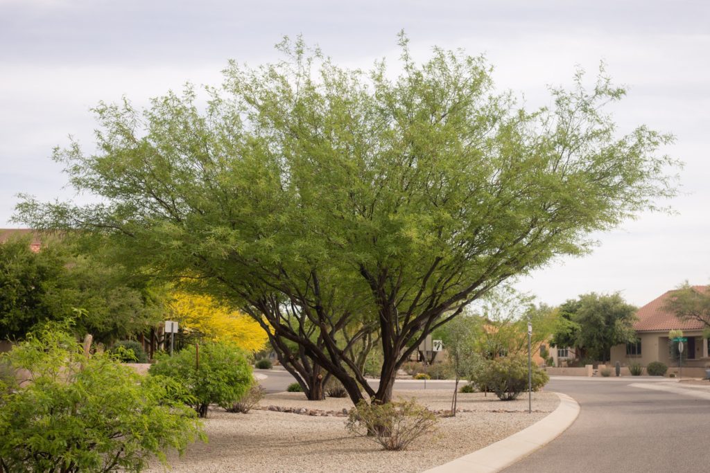 Mesquite Leslie Roy - Harlow Gardens