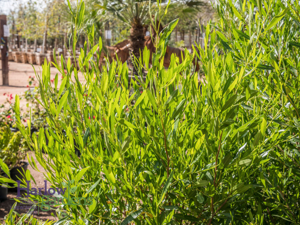 Hopseed Green - Harlow Gardens