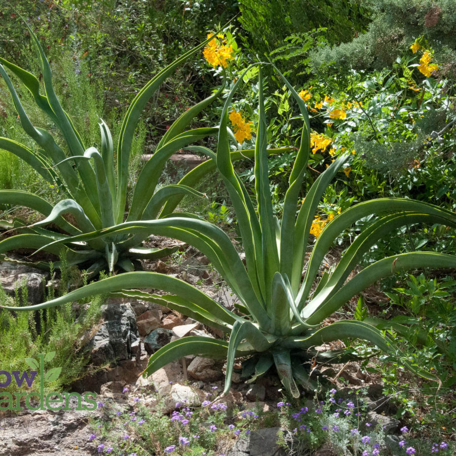 Cactus - Harlow Gardens