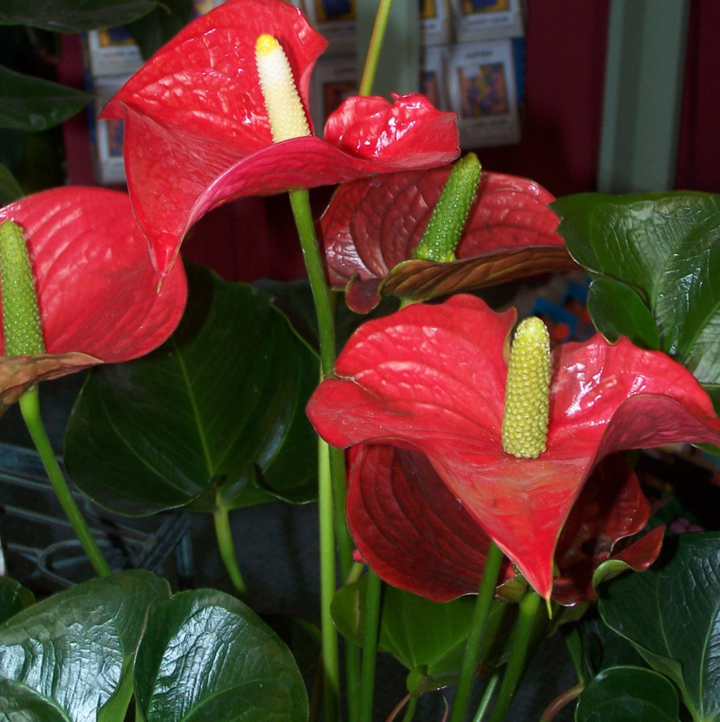 Plant of the Week - Flamingo Flower - Harlow Gardens